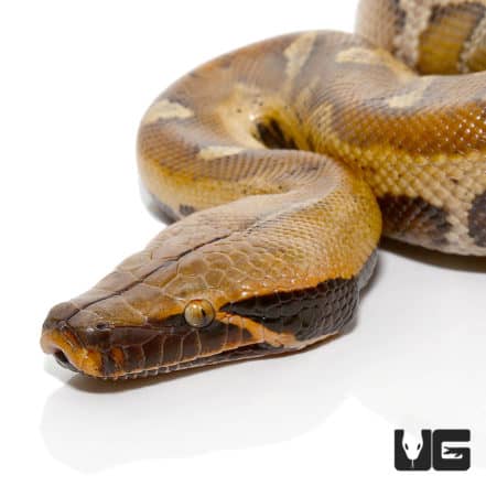 Blood Pythons For Sale - Underground Reptiles