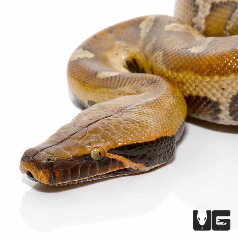 Baby Bangka Blood Pythons (Python curtus) For Sale - Underground Reptiles