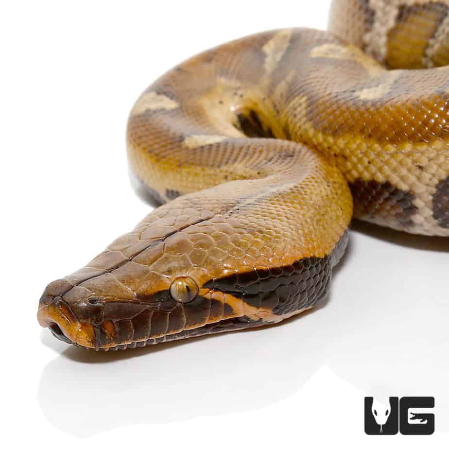 Blood Pythons For Sale - Underground Reptiles