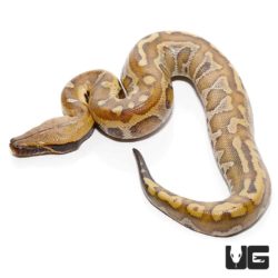Baby Bangka Blood Pythons (Python curtus) For Sale - Underground Reptiles