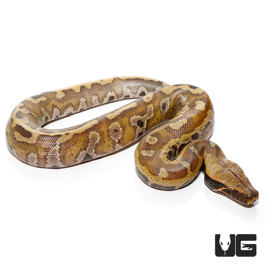 Baby Bangka Blood Pythons (Python curtus) For Sale - Underground Reptiles