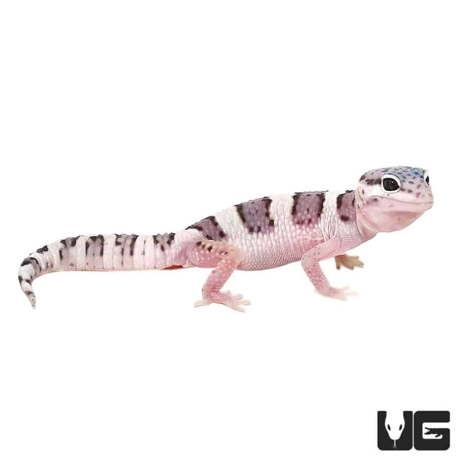 Baby Mack Snow Leopard Geckos (Eublepharis macularius) For Sale ...