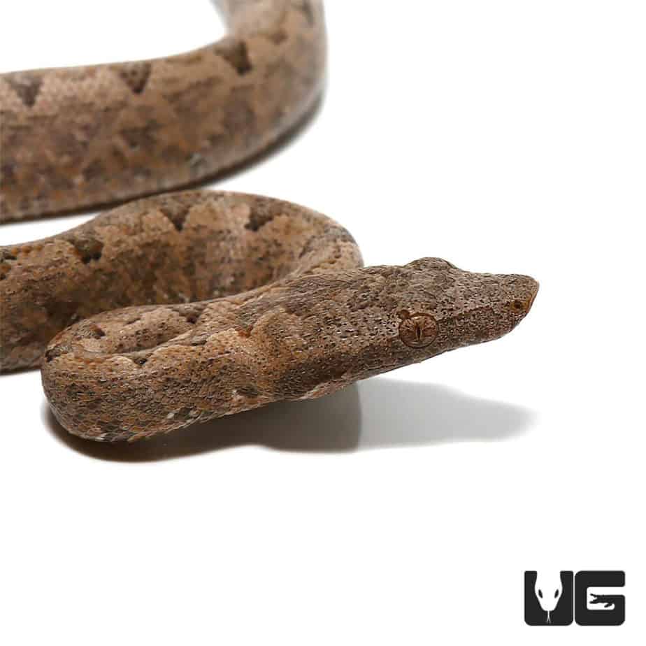 Baby Solomon Island Ground Boa (Candoia carinata paulsoni) For Sale ...