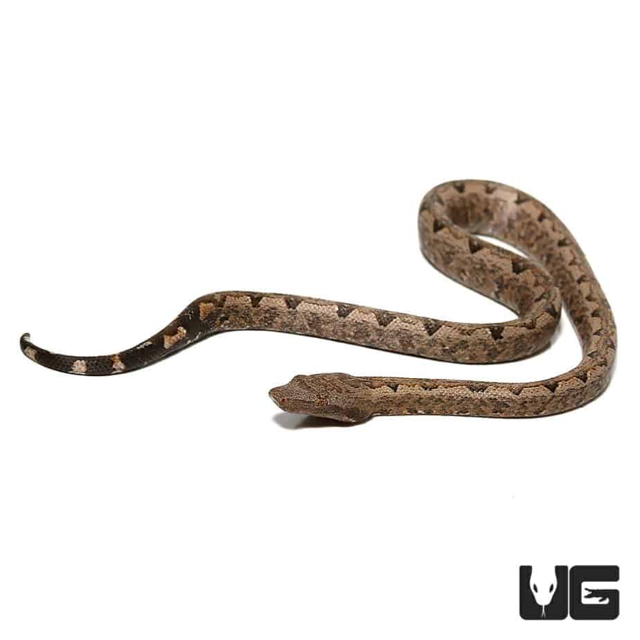Baby Solomon Island Ground Boa (Candoia carinata paulsoni) For Sale ...