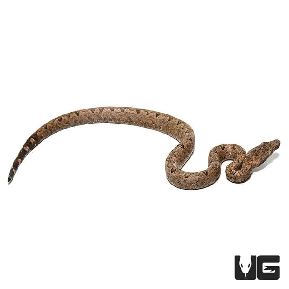 Baby Solomon Island Ground Boa (Candoia carinata paulsoni) For Sale ...