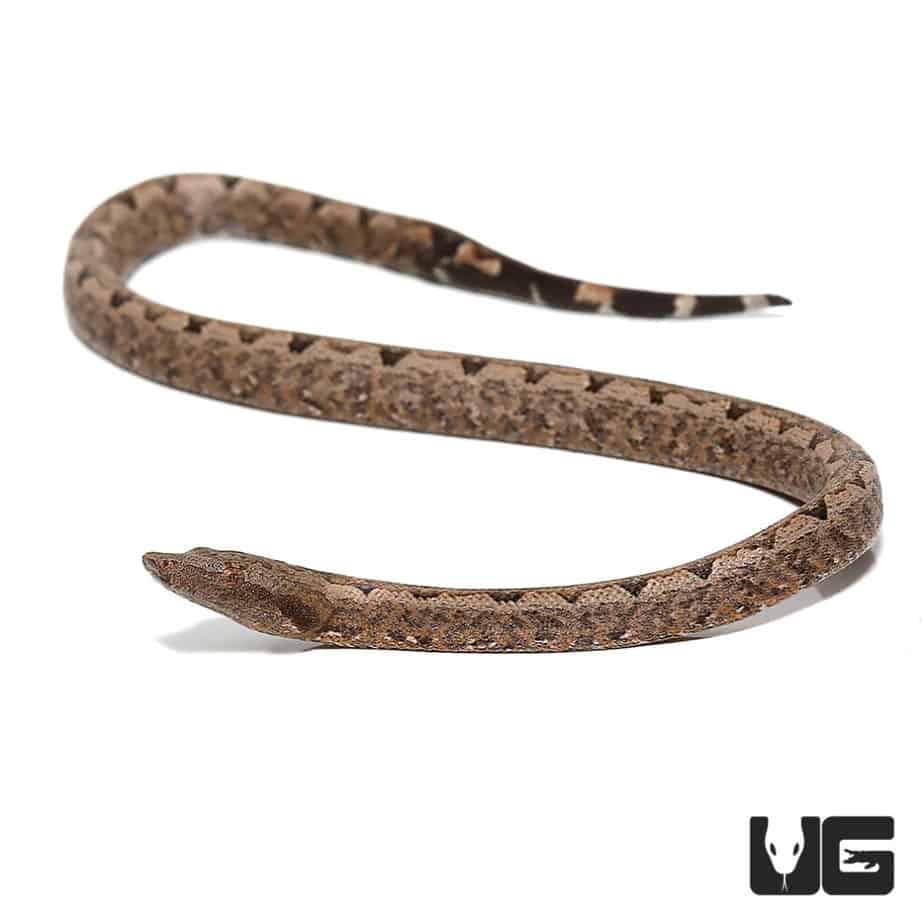 Baby Solomon Island Ground Boa (Candoia carinata paulsoni) For Sale ...