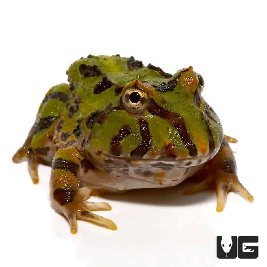 Pacmans & Pixie Frogs For Sale - Underground Reptiles
