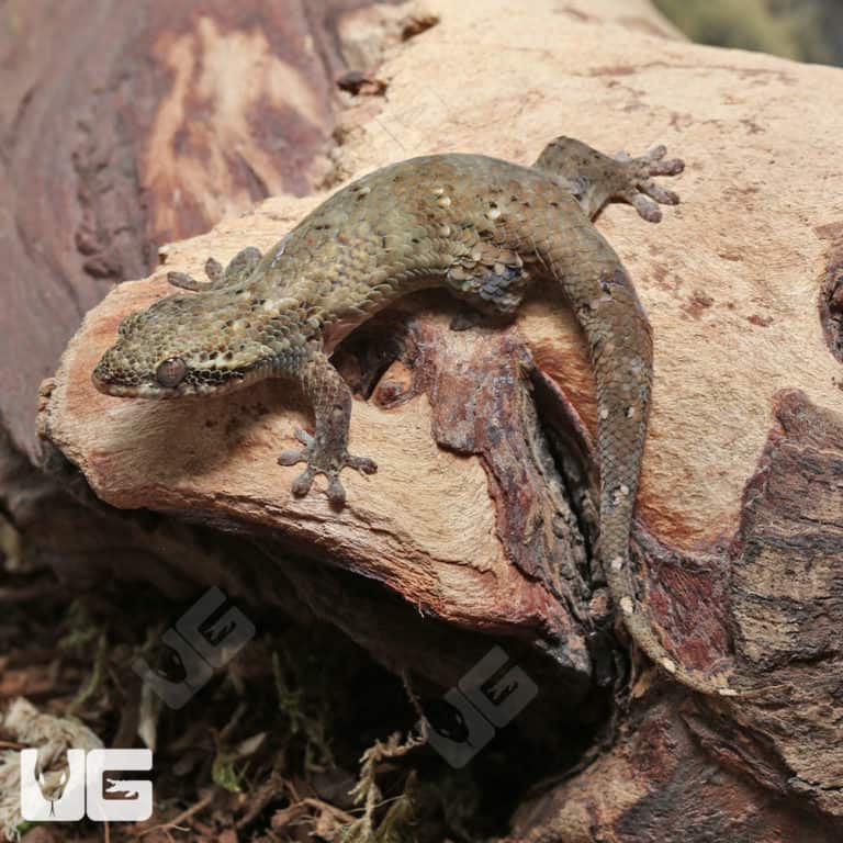 Geckos For Sale - Underground Reptiles