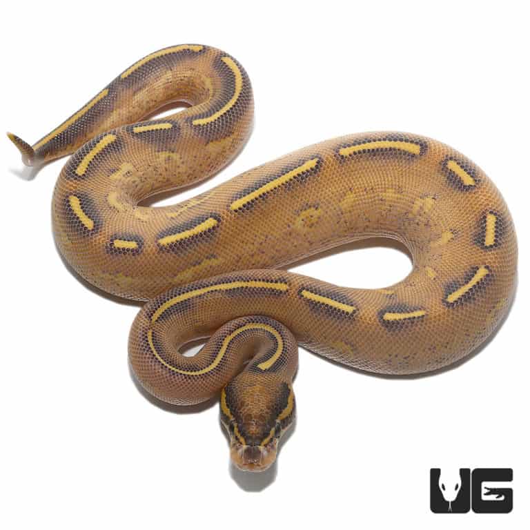 Ball Pythons For Sale - Underground Reptiles
