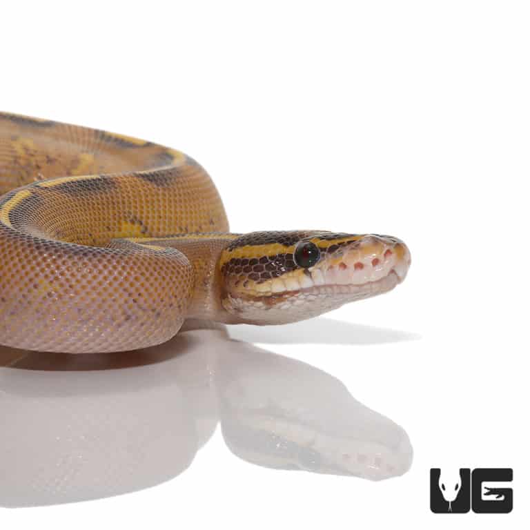 Ball Pythons For Sale - Underground Reptiles