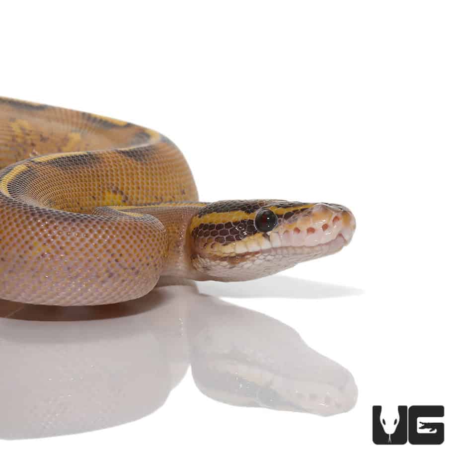 Ball Pythons For Sale - Underground Reptiles