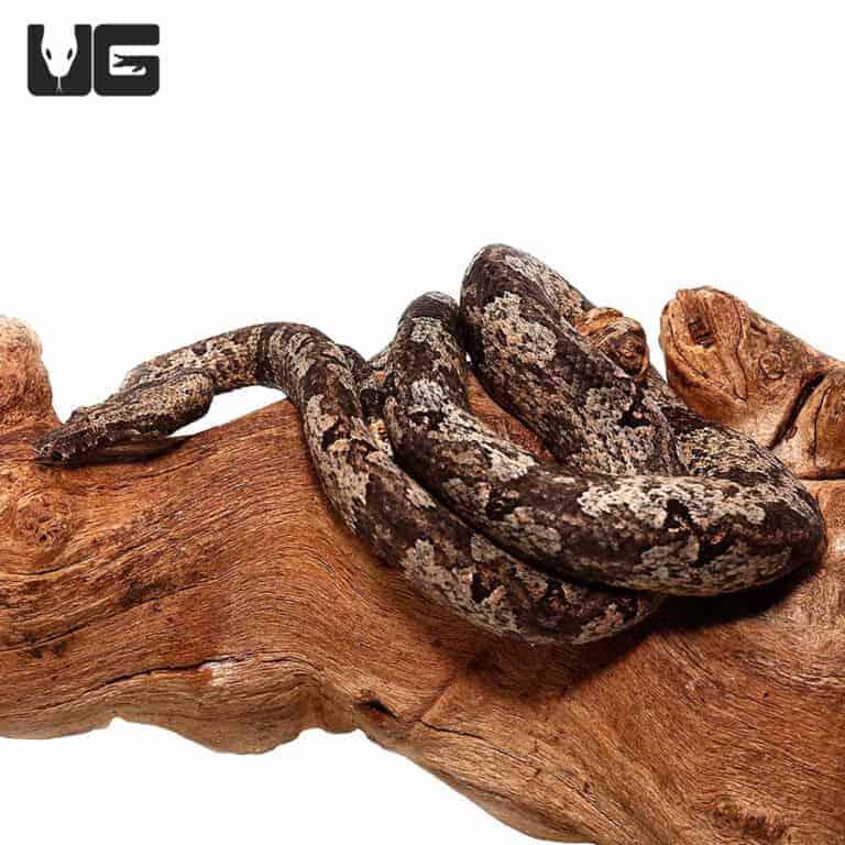 Boas For Sale - Underground Reptiles