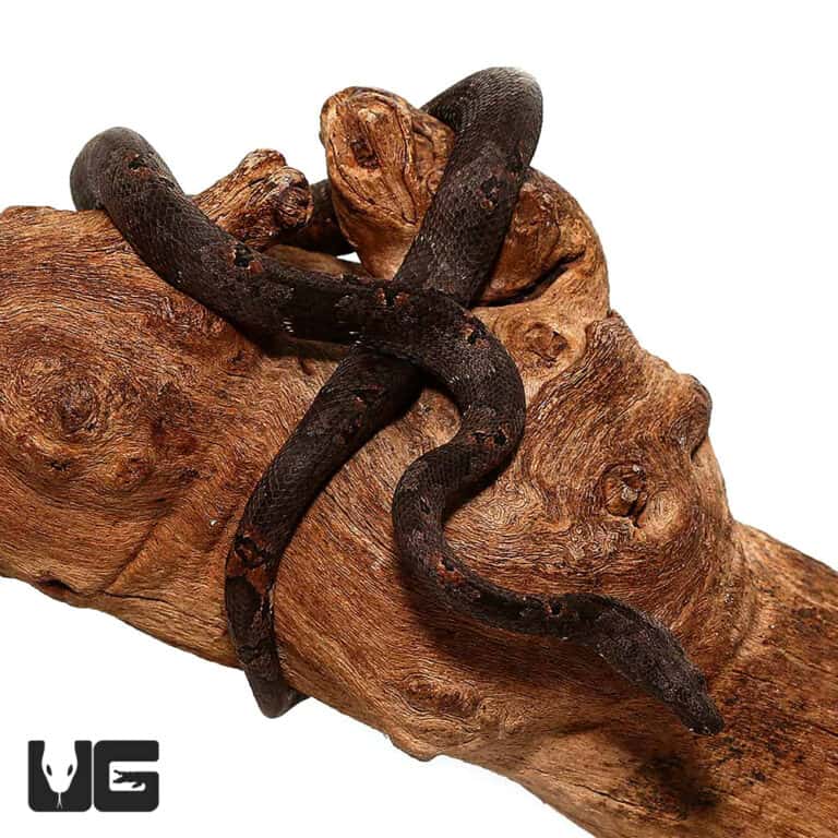 Indonesian Tree Boa For Sale- Underground Reptiles