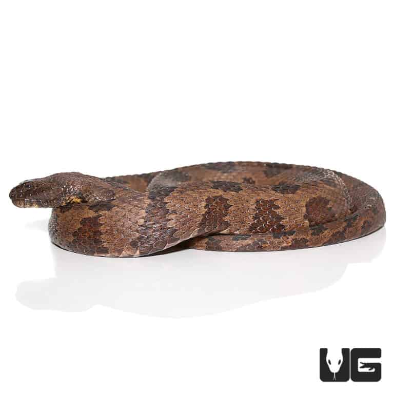 Jumbo Brown Water Snake for sale - Underground Reptiles