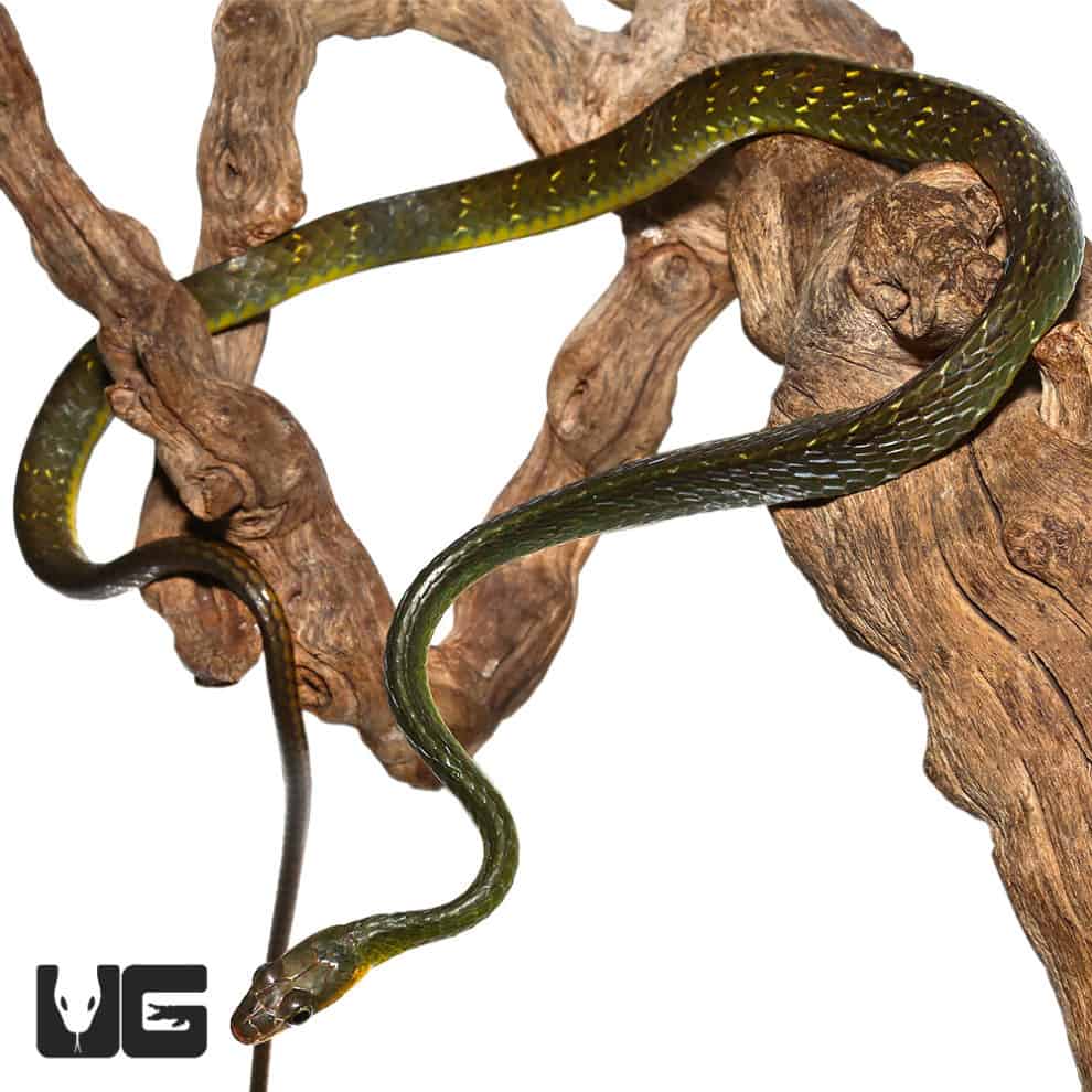 Longtail Machete Snake For Sale - Underground Reptiles