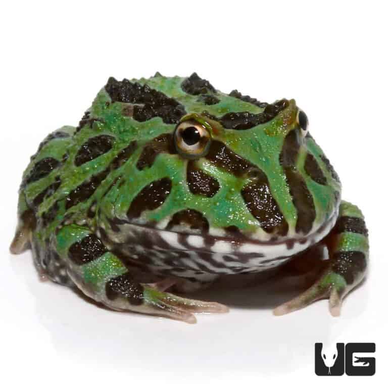 Samurai Blue Pacman Frog (Ceratophrys cranwelli) For Sale - Underground ...