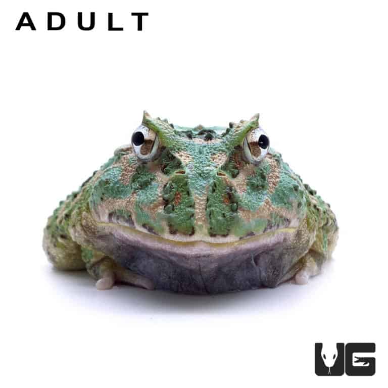 Samurai Blue Pacman Frog (Ceratophrys cranwelli) For Sale - Underground ...