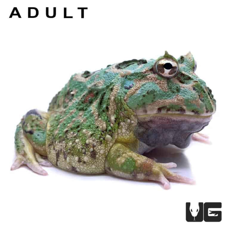 Samurai Blue Pacman Frog (Ceratophrys cranwelli) For Sale - Underground ...
