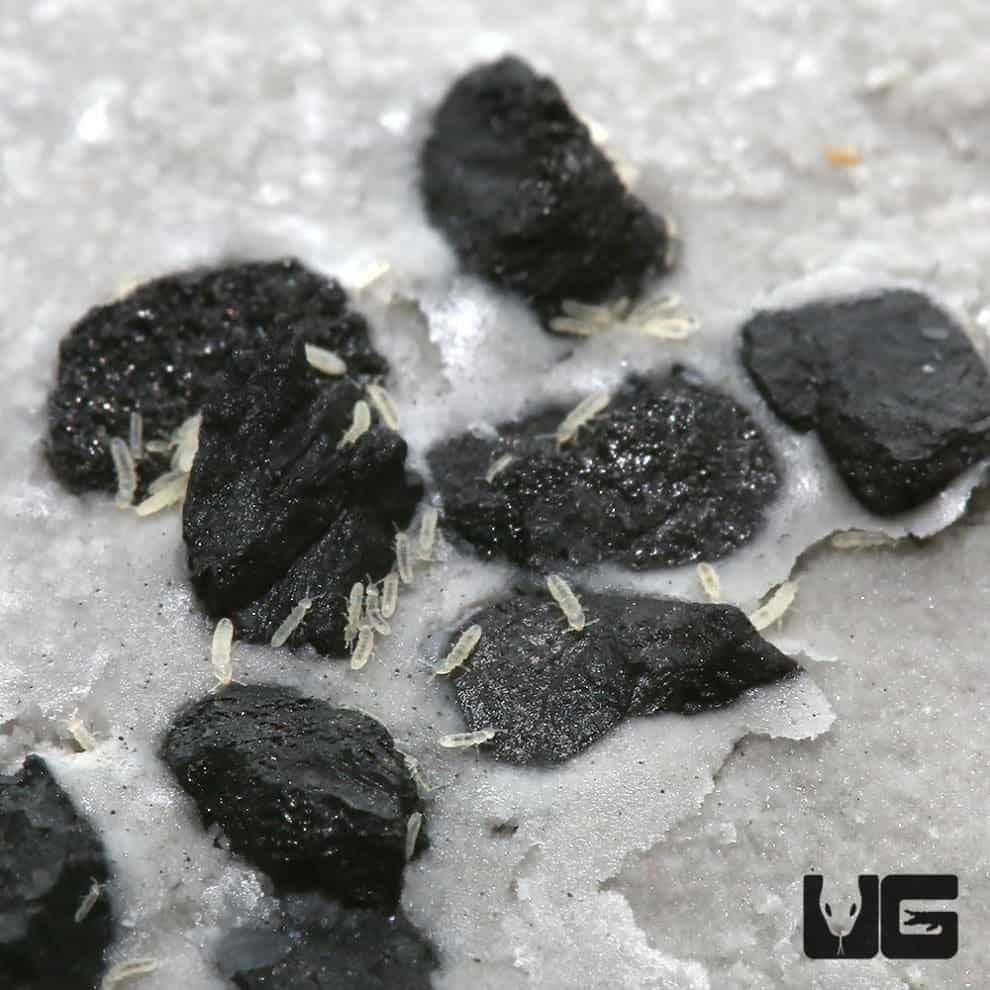 Springtail Culture (Collembola sp) For Sale - Underground Reptiles