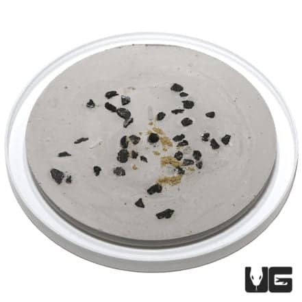 Springtail Culture (Collembola sp) For Sale - Underground Reptiles