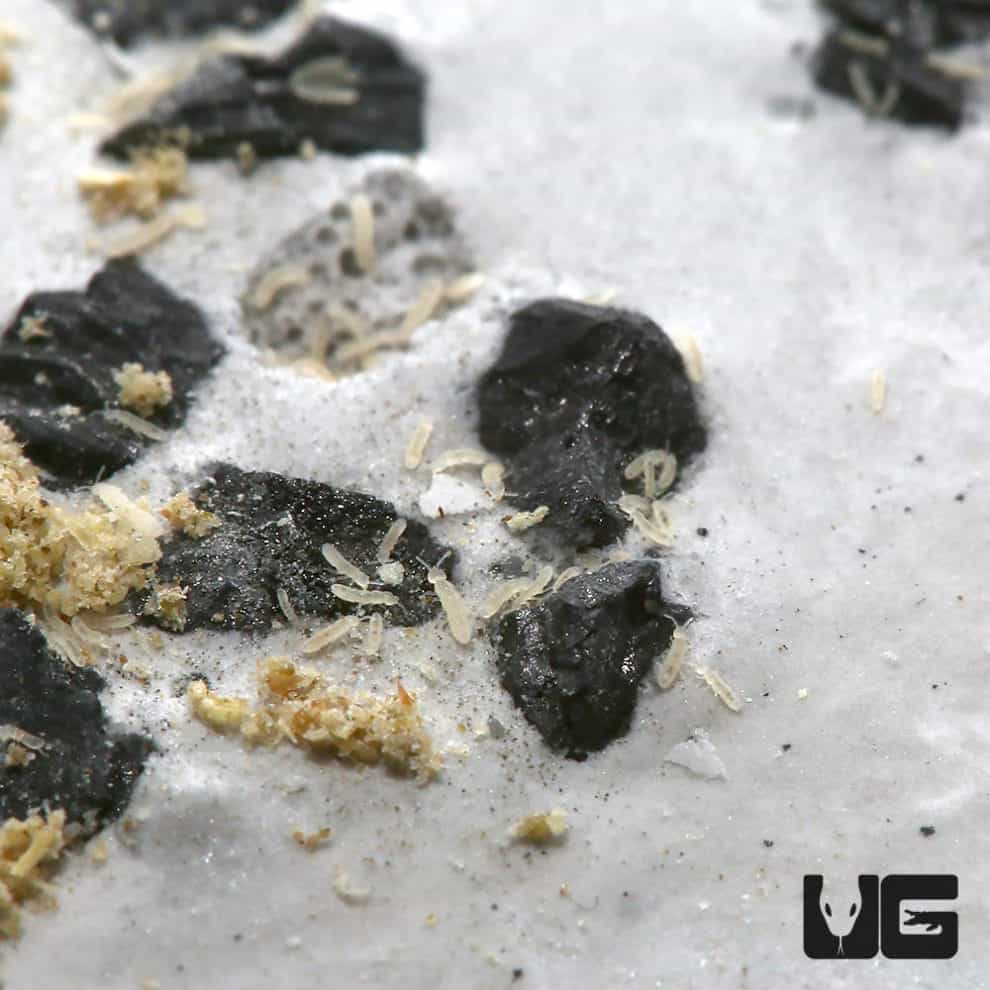 Springtail Culture (Collembola sp) For Sale - Underground Reptiles