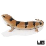 Peter's Banded Skinks (Scincopus fasciatus) For Sale - Underground Reptiles