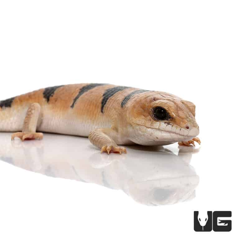 Peter's Banded Skinks (Scincopus fasciatus) For Sale - Underground Reptiles