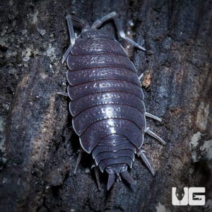 Isopods For Sale - Underground Reptiles
