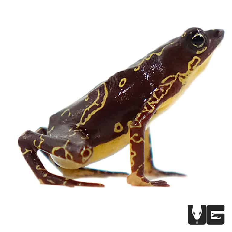 Yellow Harlequin Toad (Atelopus barbotini) For Sale - Underground Reptiles