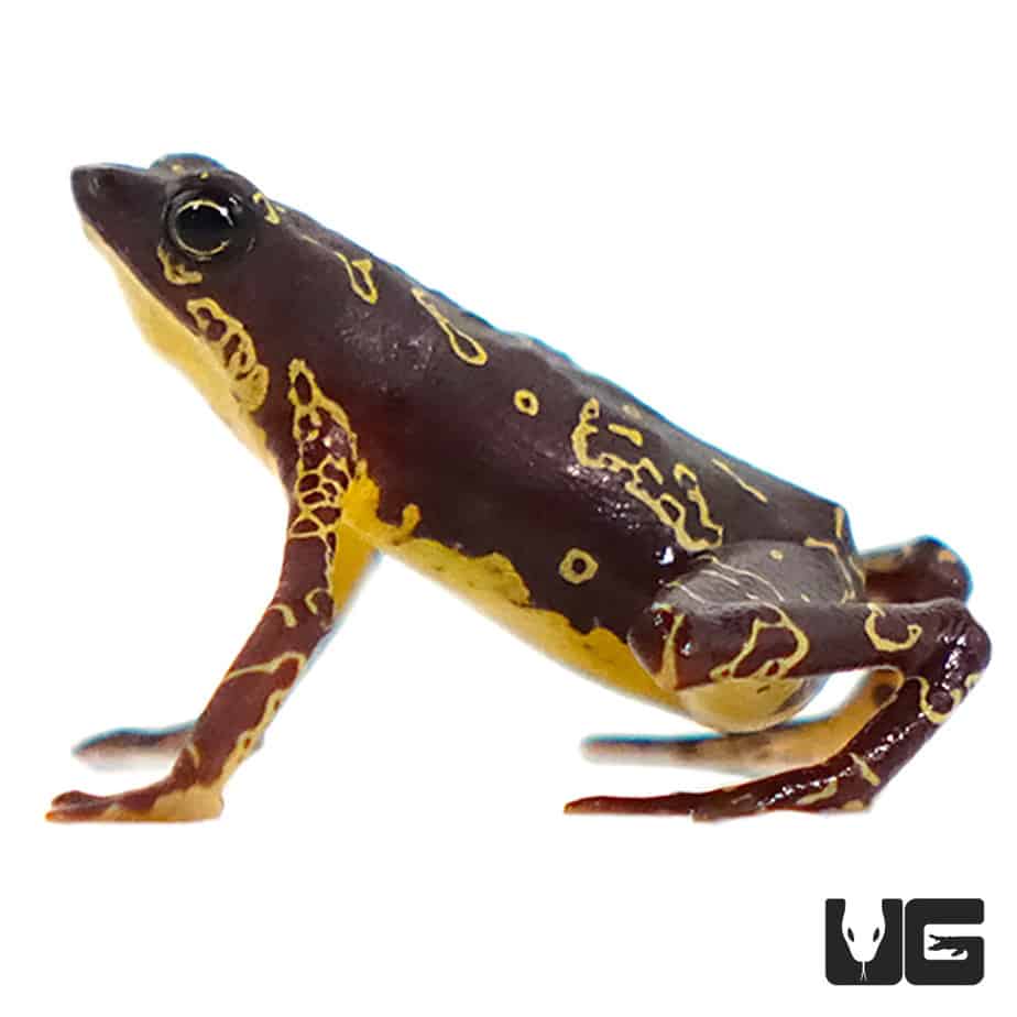 Yellow Harlequin Toad (Atelopus barbotini) For Sale - Underground Reptiles