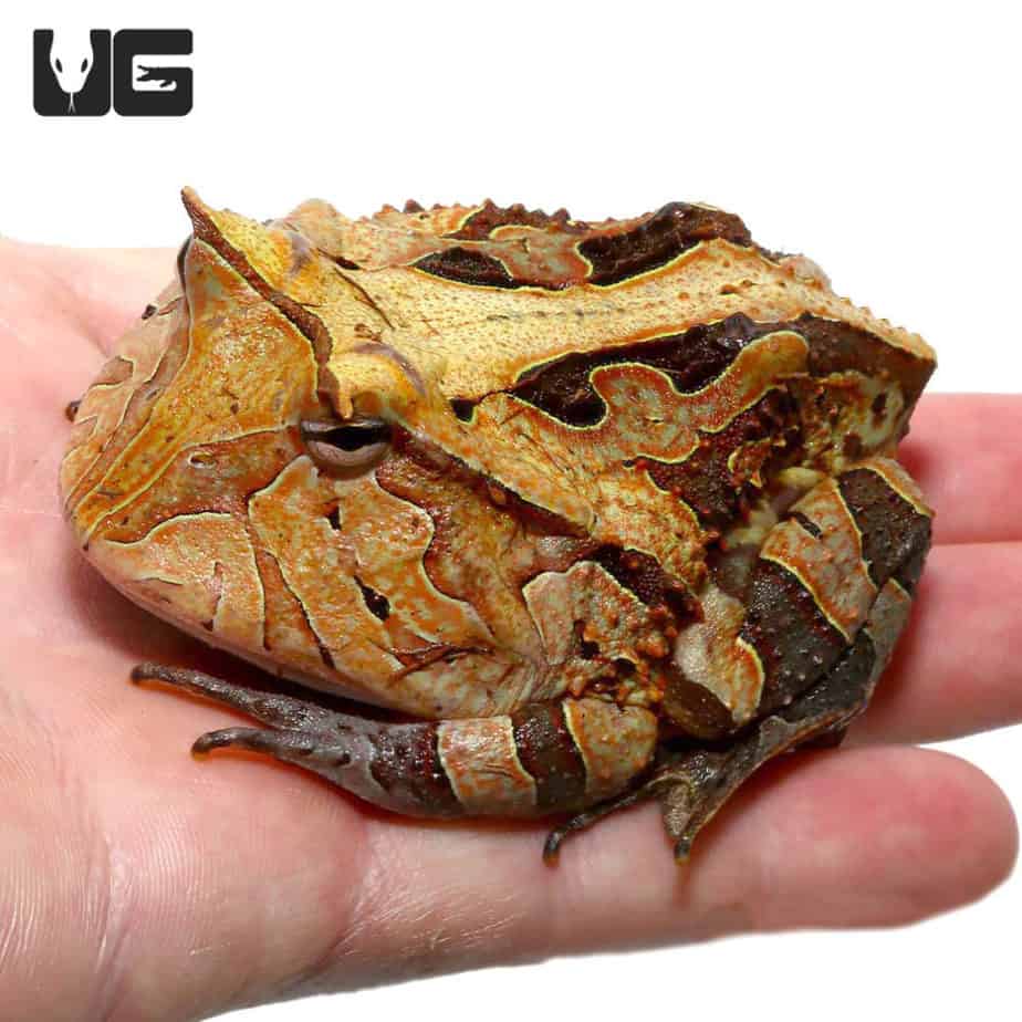 Adult Brown Suriname Horned Frog (Ceratophrys cornuta) For Sale ...