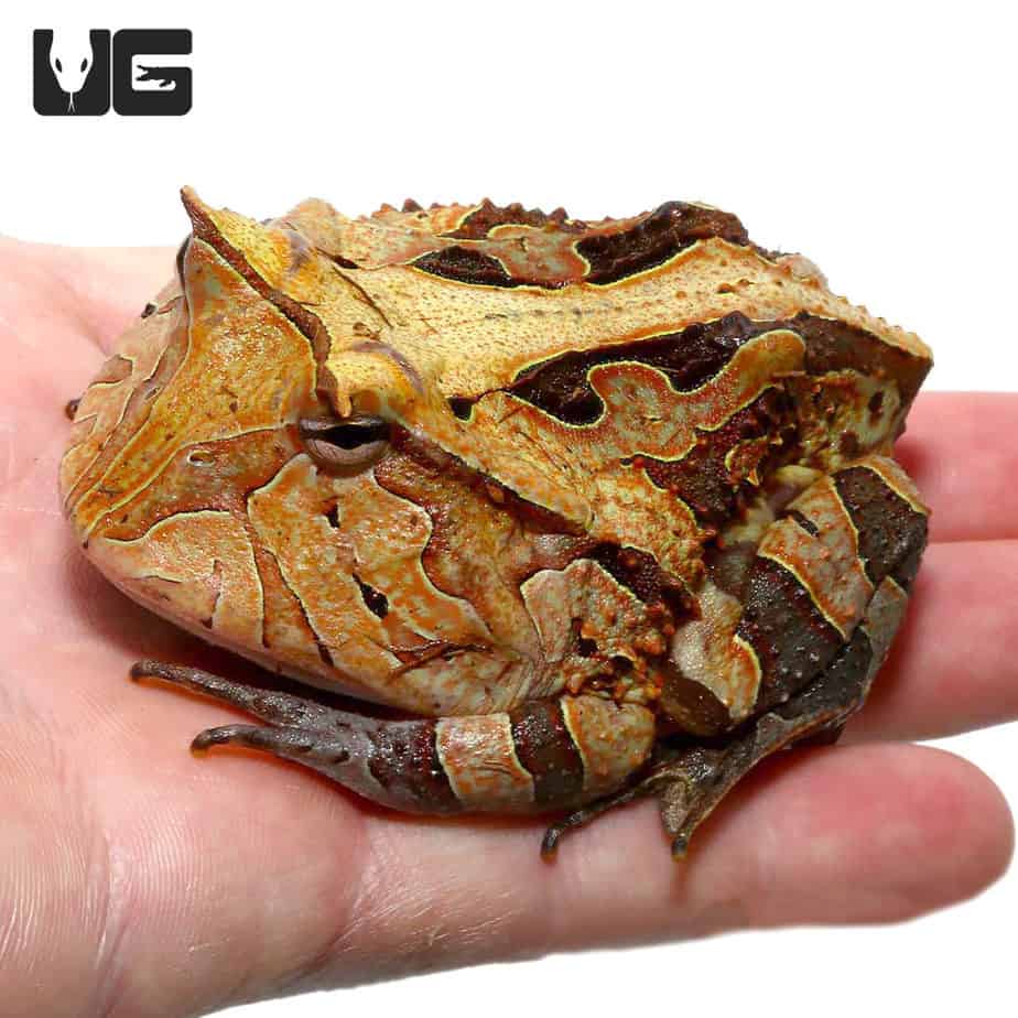 Adult Brown Suriname Horned Frog (Ceratophrys cornuta) For Sale ...