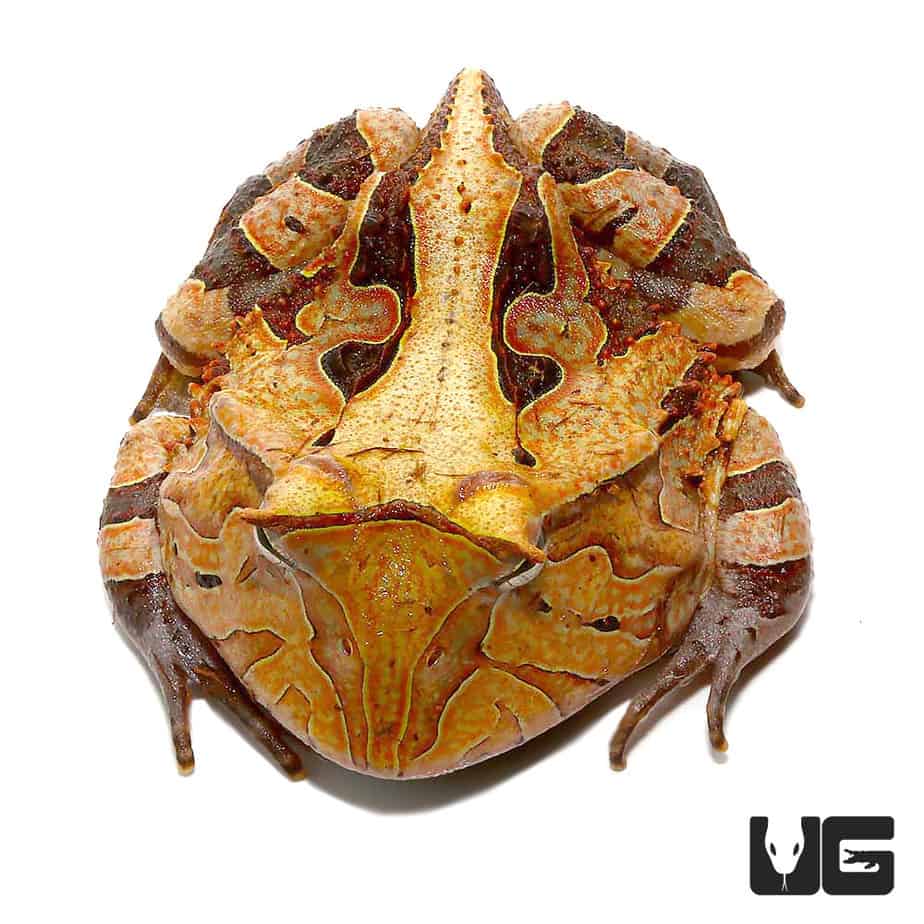 Adult Brown Suriname Horned Frog (Ceratophrys cornuta) For Sale ...