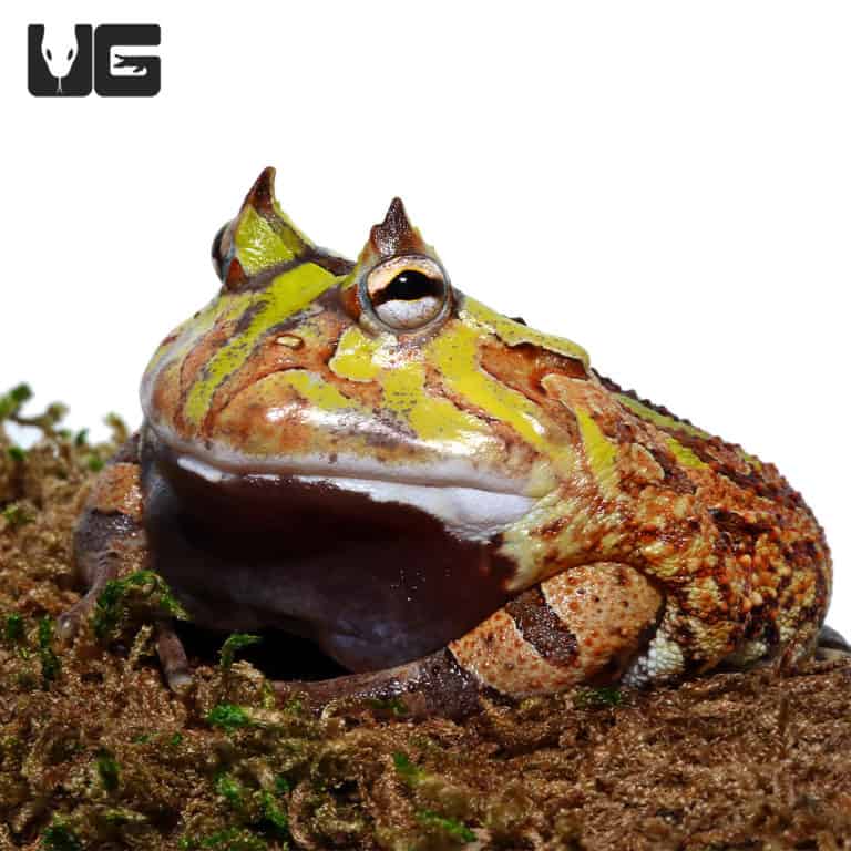 Adult Green And Brown Suriname Horned Frog - Underground Reptiles