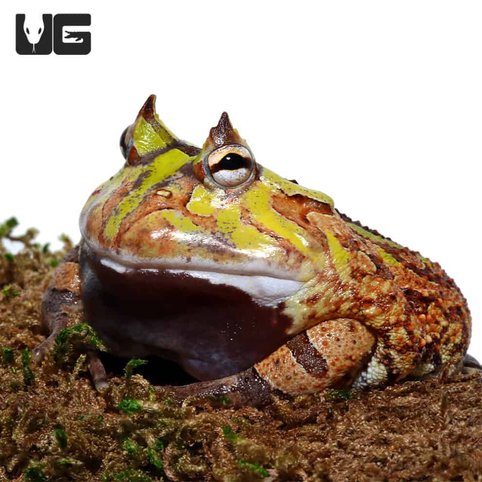 Adult Green And Brown Suriname Horned Frog - Underground Reptiles