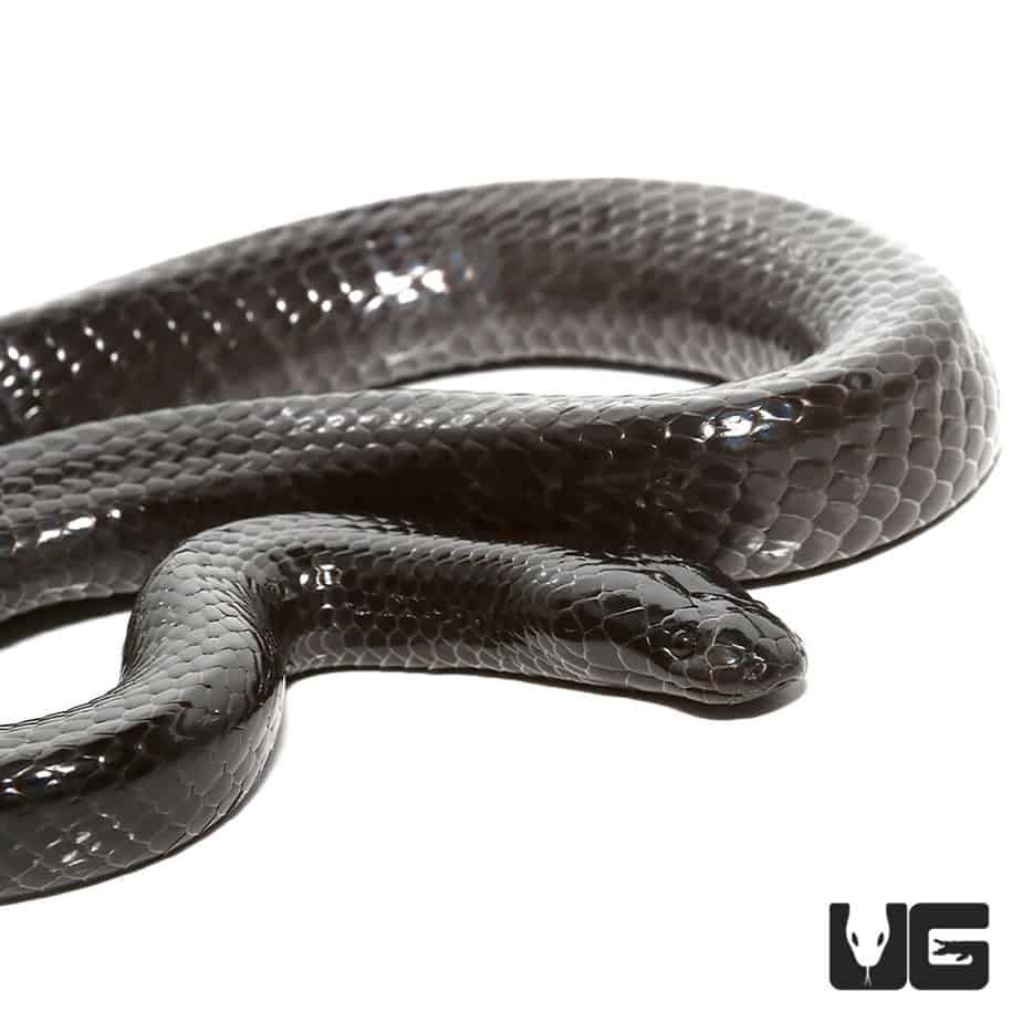 African Wolf Snakes (Lycophidion capense) For Sale - Underground Reptiles