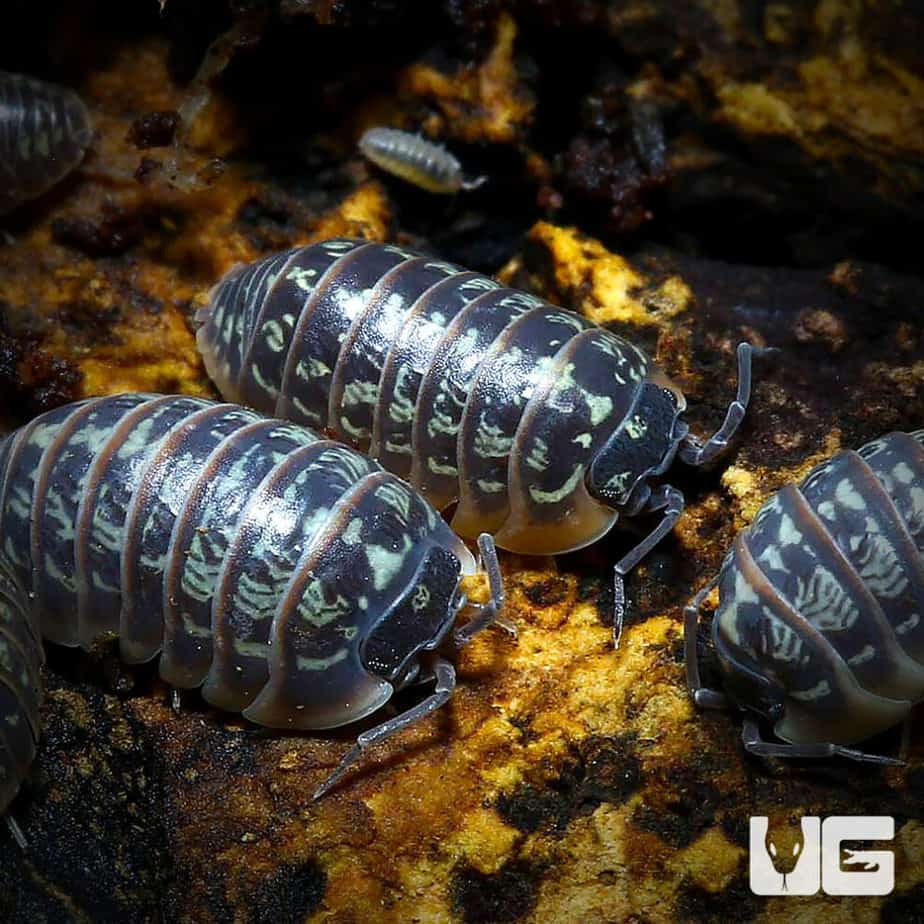 Armadillidium Versicolor Polska Isopods - Underground Reptiles