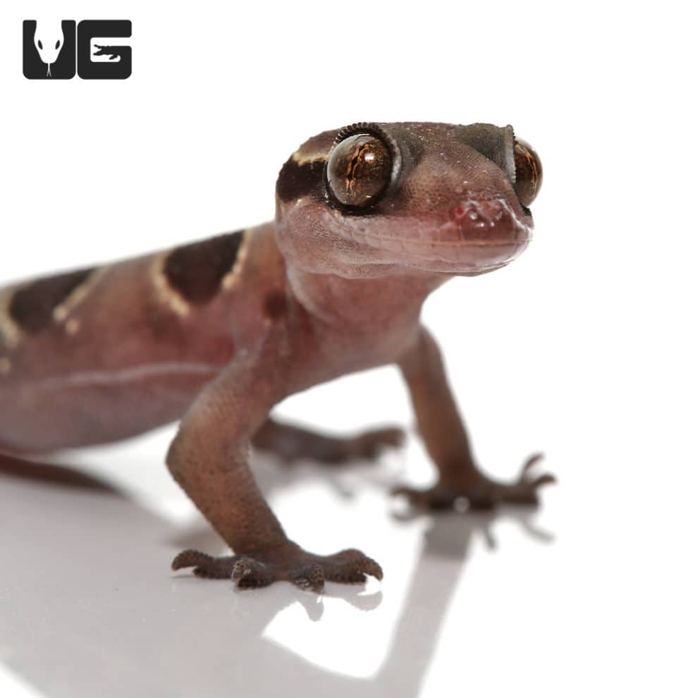 Giant Bent Toed Geckos For Sale - Underground Reptiles
