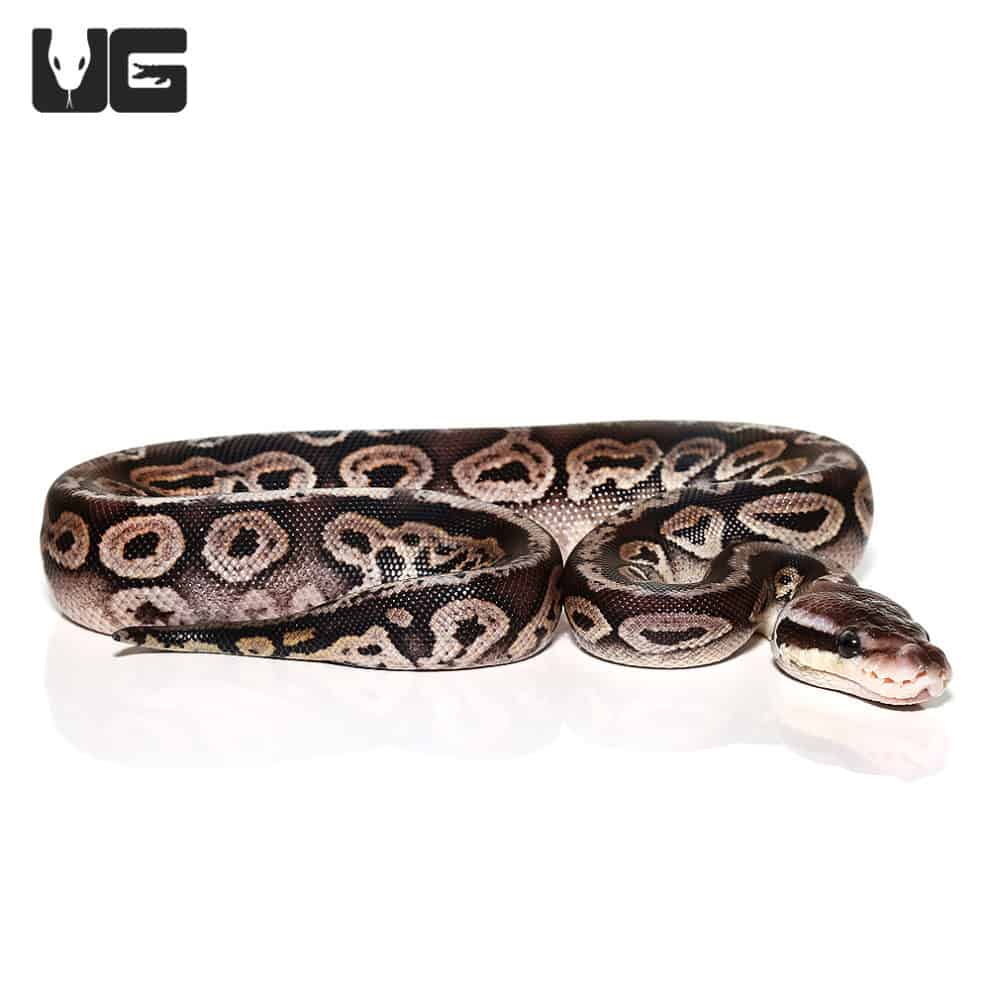 Male Pewter Ball Python For Sale - Underground Reptiles