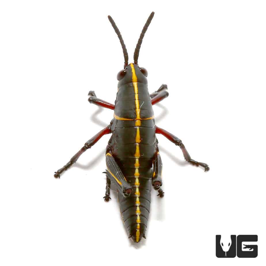 Baby Eastern Lubber Grasshopper (Romalea microptera) For Sale ...