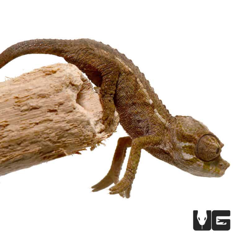 Baby Rainbow Jacksons Chameleon For Sale - Underground Reptiles
