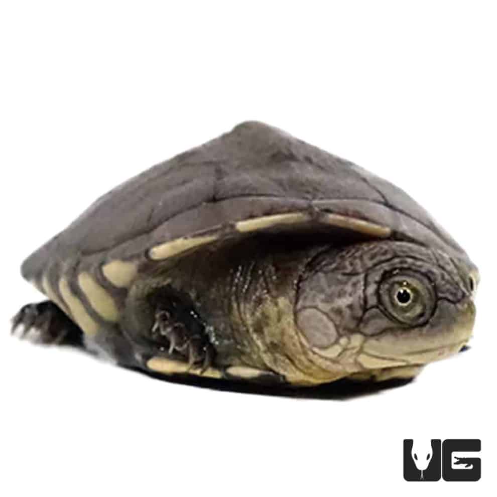Turtles For Sale - Underground Reptiles