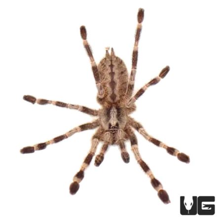 Bengal Four Spotted Ornamental Tarantulas For Sale - Underground Reptiles