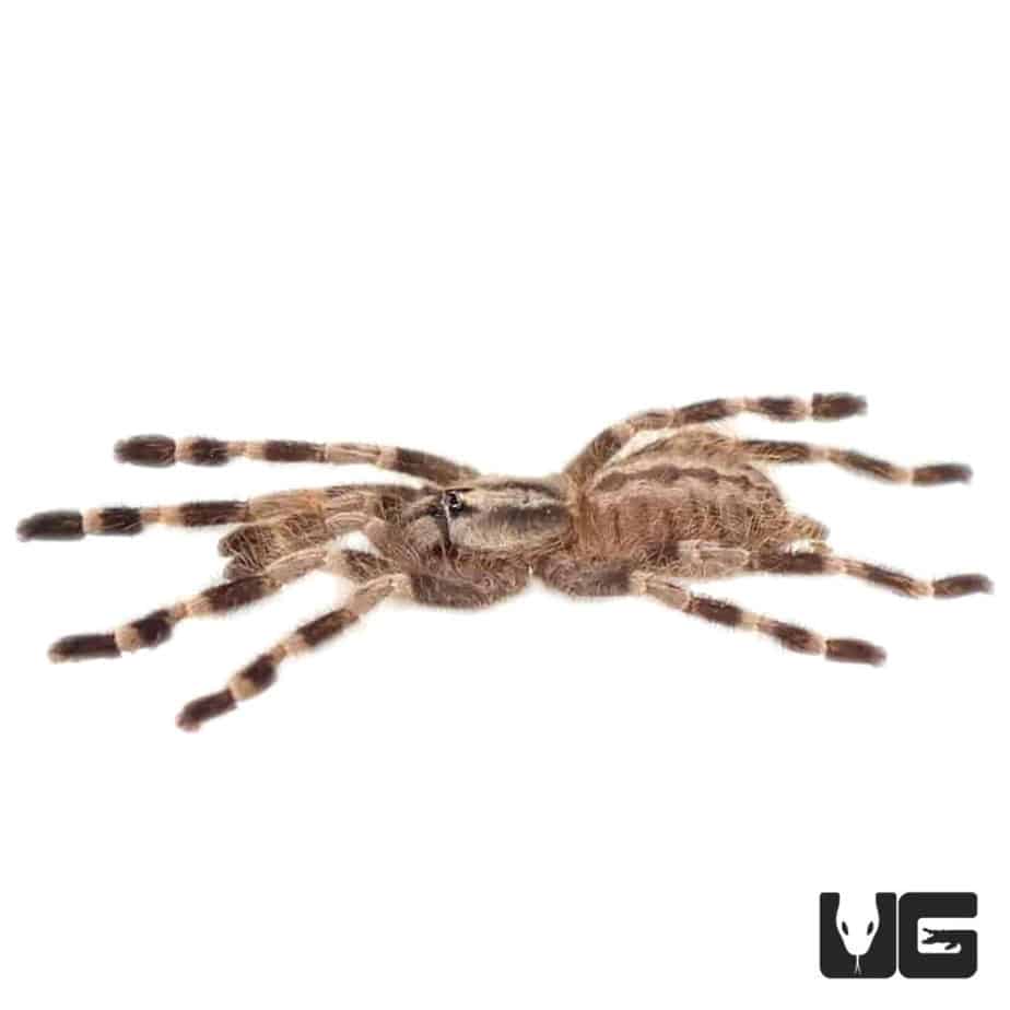 Bengal Four Spotted Ornamental Tarantulas For Sale - Underground Reptiles
