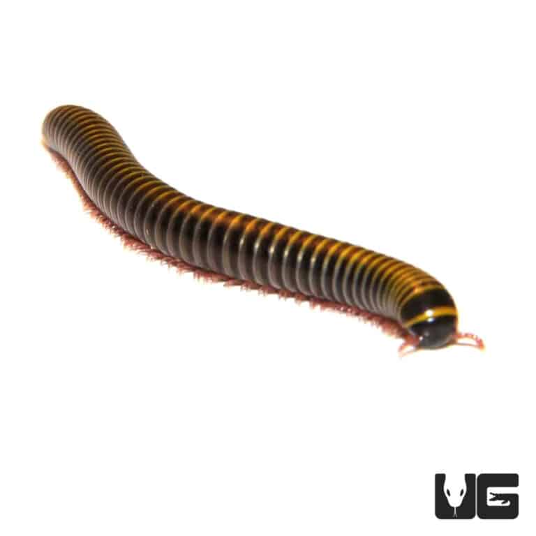 Bumblebee Millipedes For Sale - Underground Reptiles