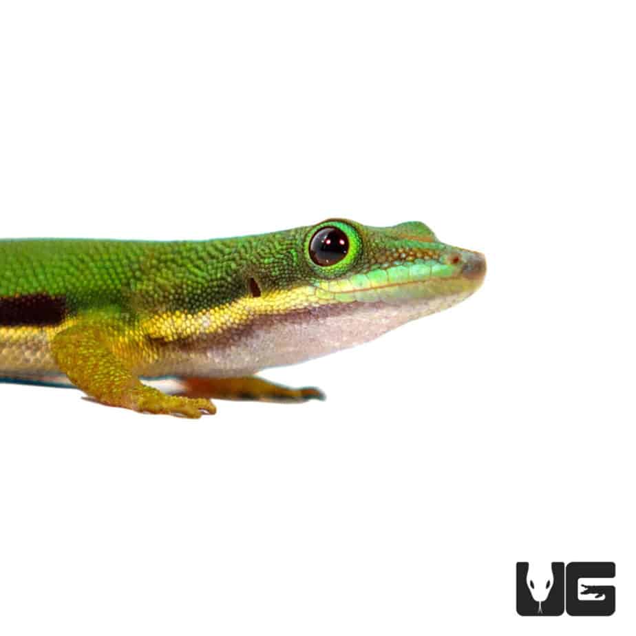 Geckos For Sale - Underground Reptiles