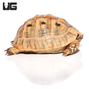 Golden Greek Tortoises For Sale - Underground Reptiles