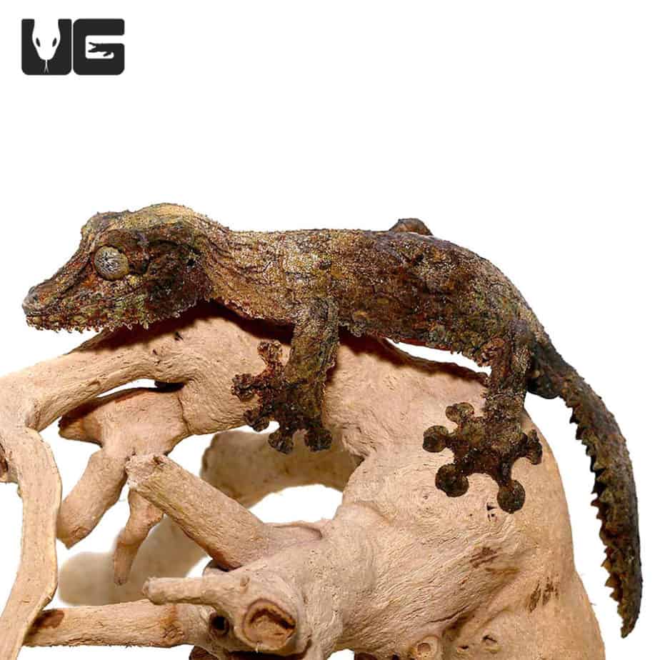 Mossy Leaf Tailed Geckos For Sale - Underground Reptiles