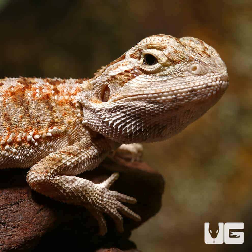 Baby Hypo Champagne Bearded Dragon - Underground Reptiles