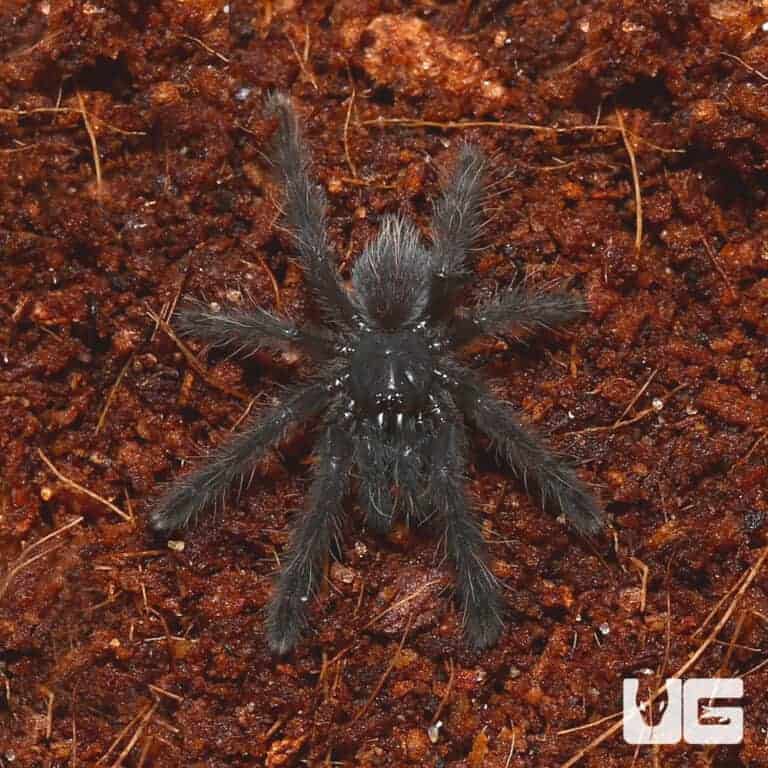 Purple Earth Tiger Tarantula (Cyriopagopus sp hati hati) For Sale ...